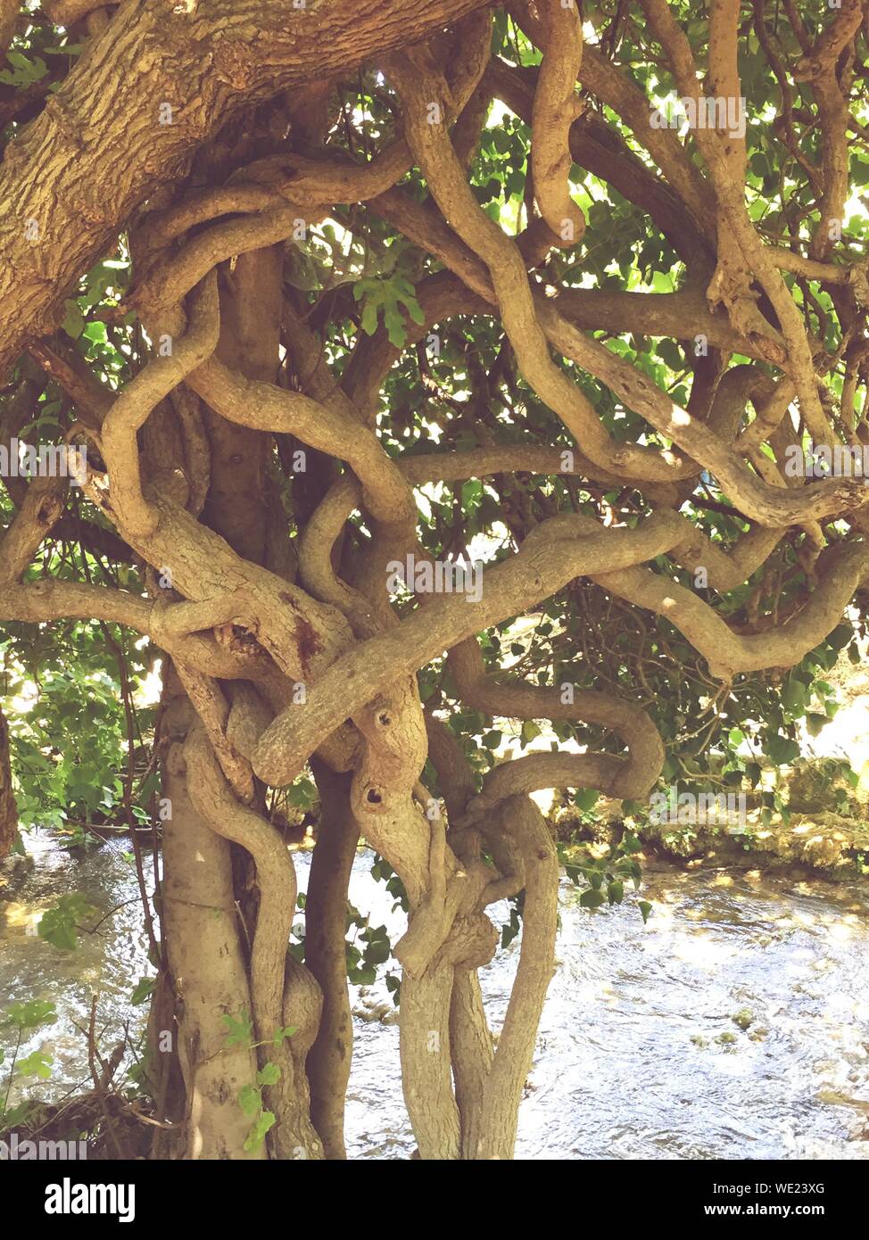 Tangled branches hi-res stock photography and images - Alamy