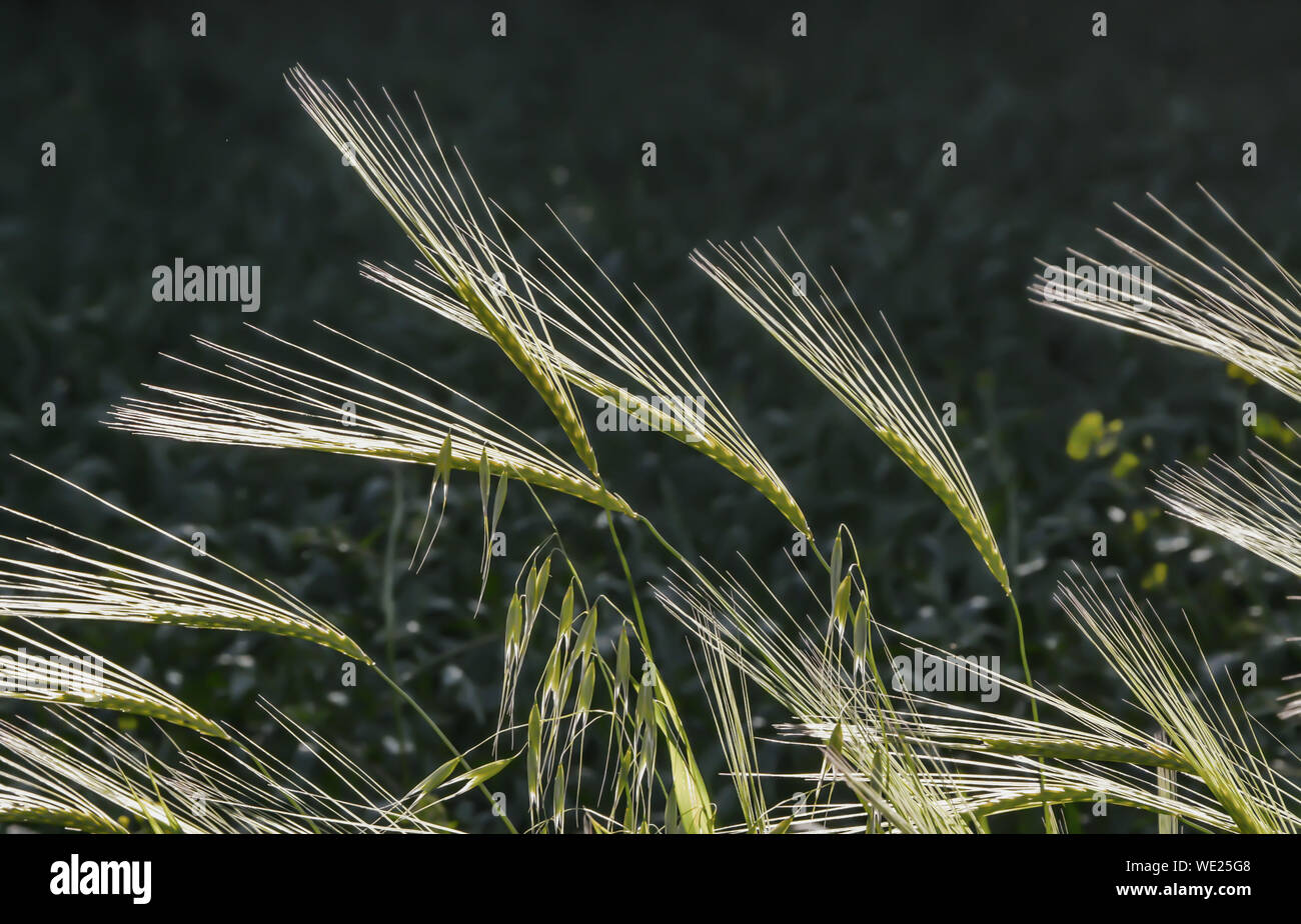 Greece wheat hi-res stock photography and images - Alamy