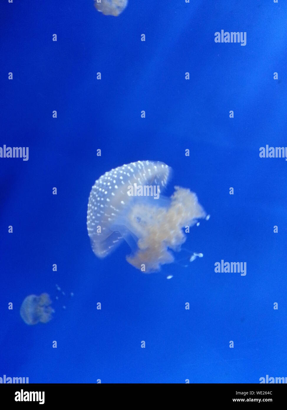 Jellyfish aquarium tank hi-res stock photography and images - Alamy