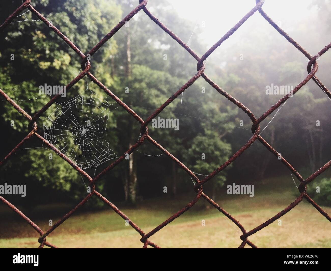 Spider Web On The Fence High Resolution Stock Photography and Images ...