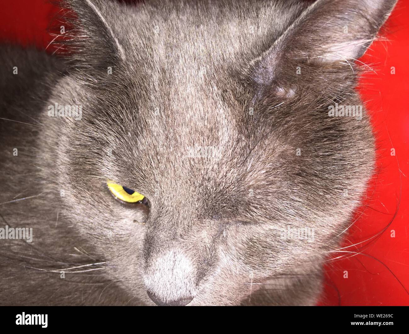 Animals winking hi-res stock photography and images - Alamy