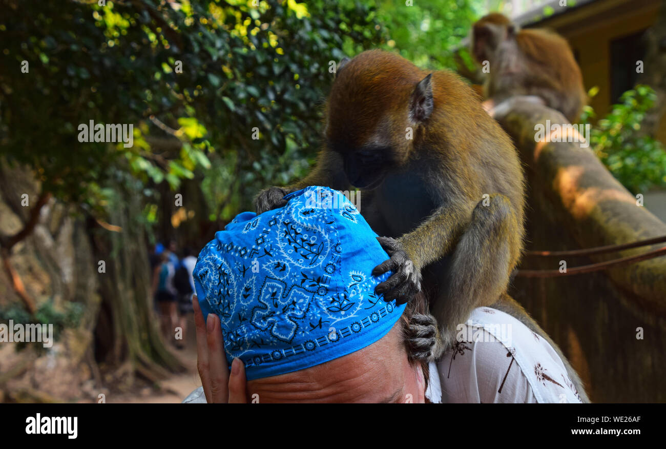 Monkey wearing close hi-res stock photography and images - Alamy