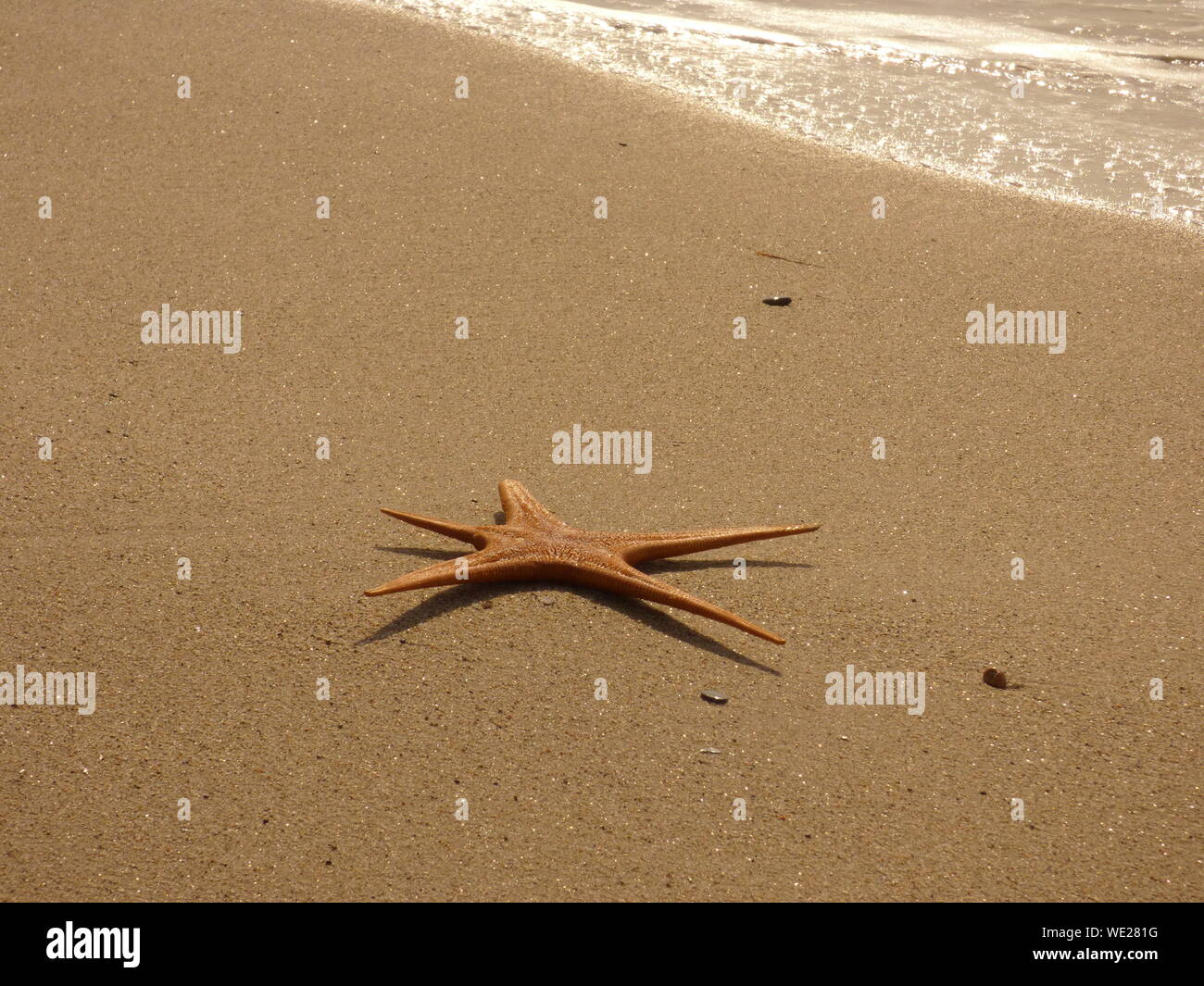 Dead Starfish High Resolution Stock Photography and Images - Alamy