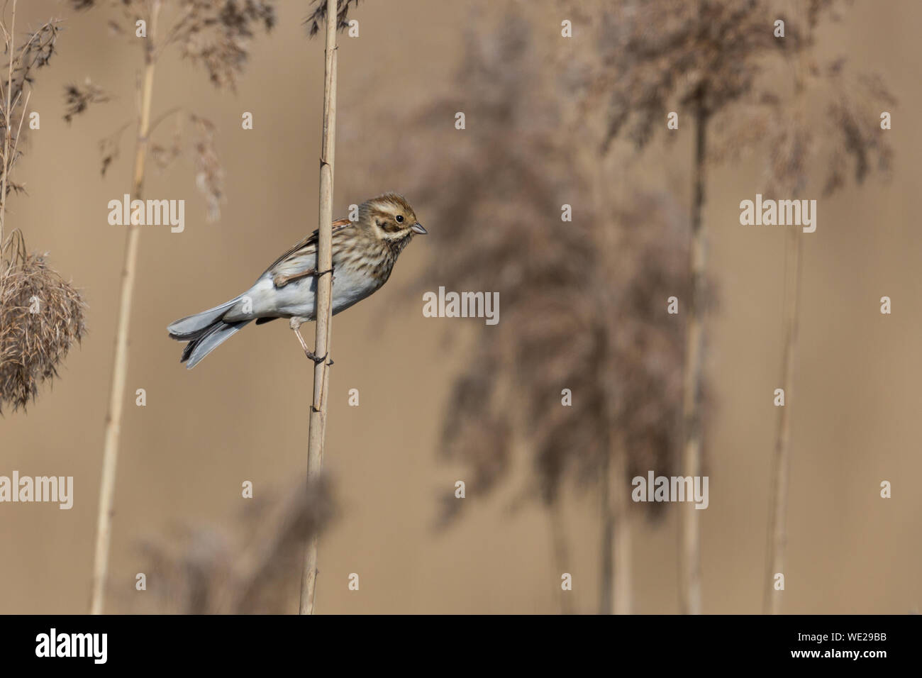 one female reed bunting (emberiza schoeniclus) at reed stalk Stock ...