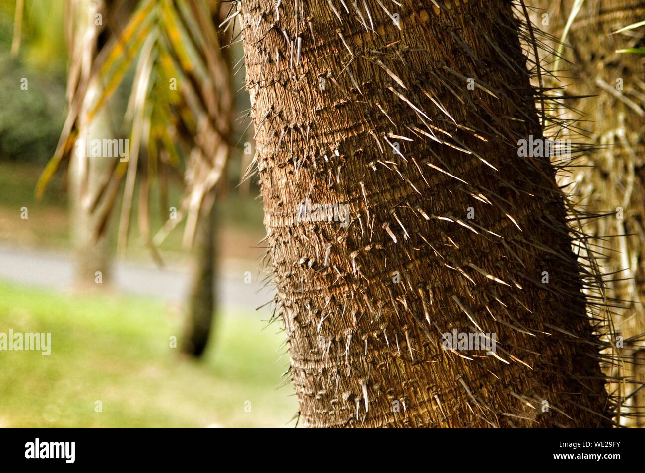 Spiky Tree Trunk High Resolution Stock Photography and Images - Alamy