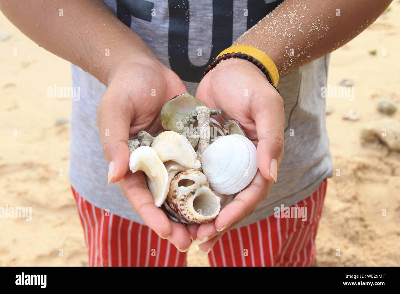 Hands holding shells beach hi-res stock photography and images - Alamy