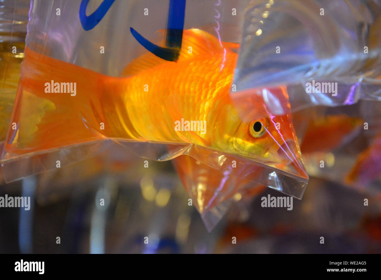 Goldfish bag hi-res stock photography and images - Alamy