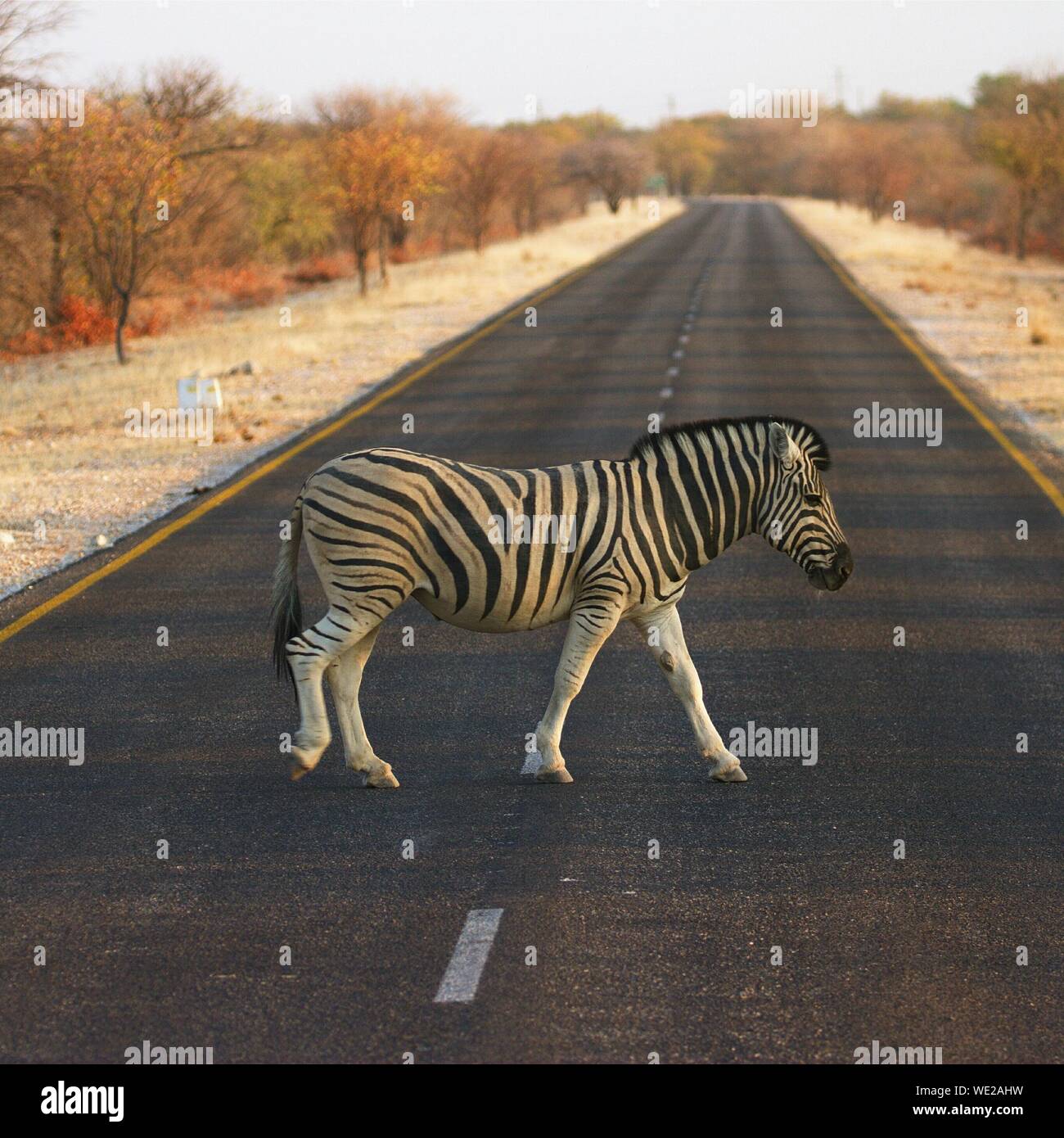 Road crossing point hi-res stock photography and images - Alamy