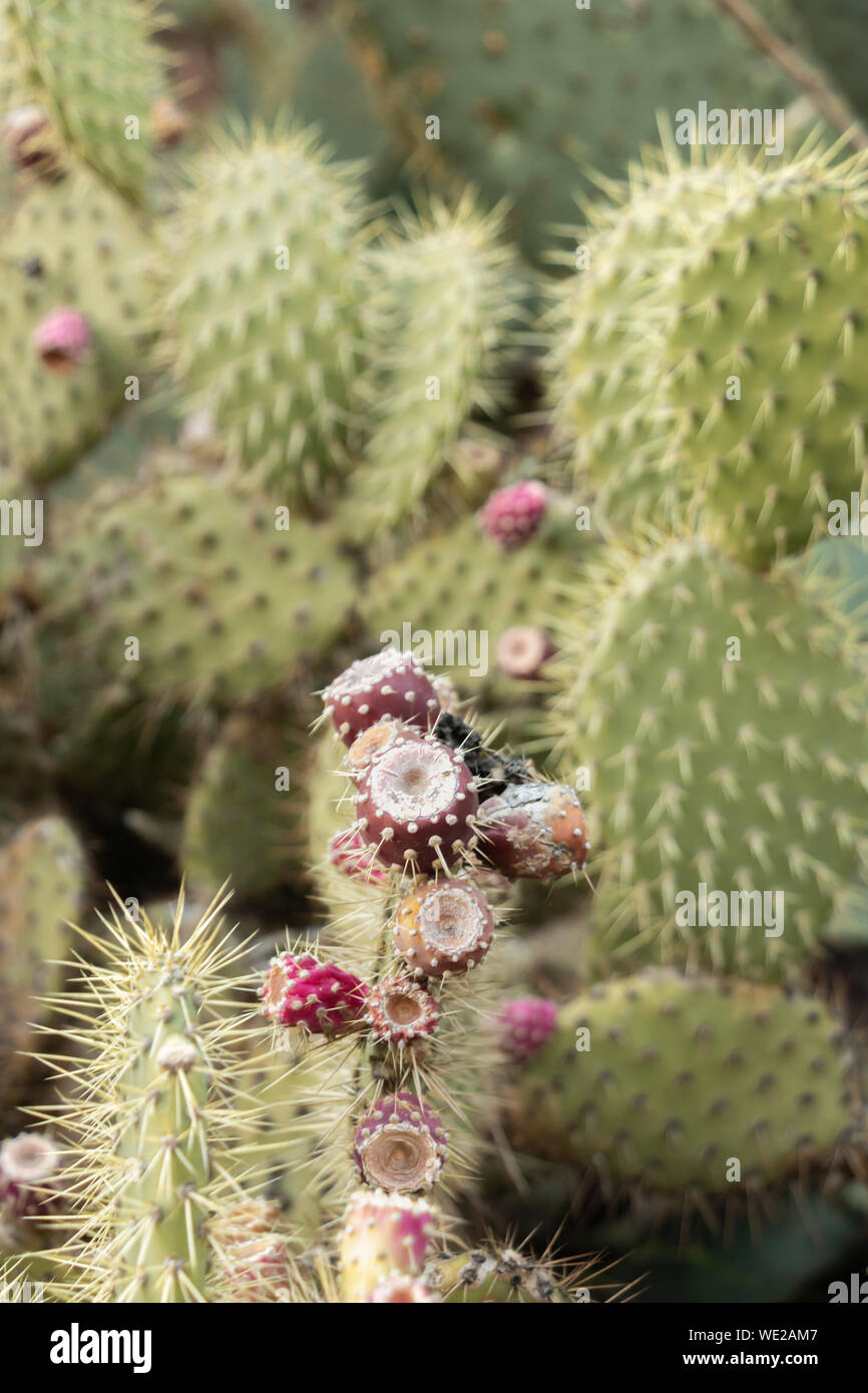 Pink fruit of the prickly pear cactus hi-res stock photography and ...