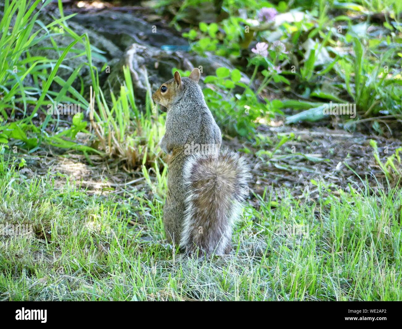 Squirrel rear view hi-res stock photography and images - Alamy