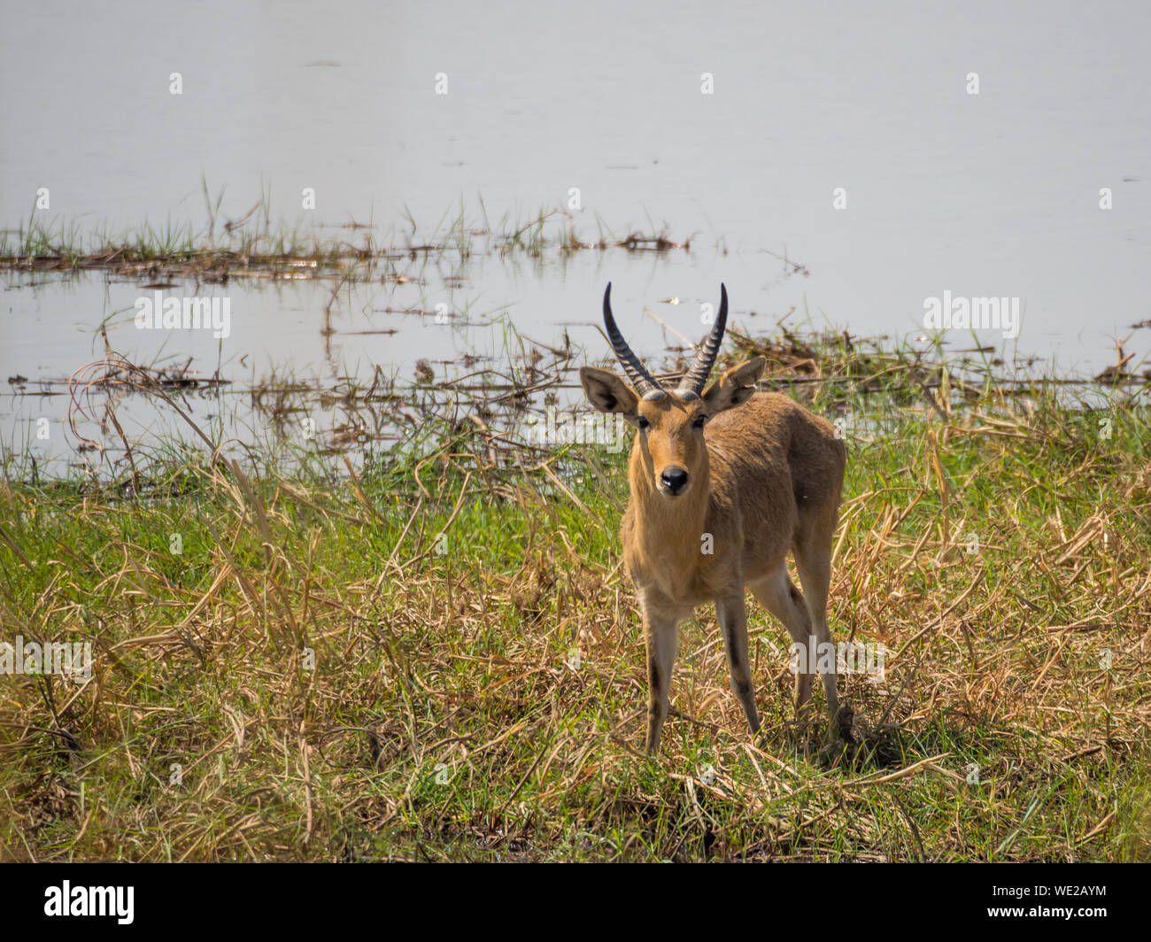 Buck national park hi-res stock photography and images - Alamy