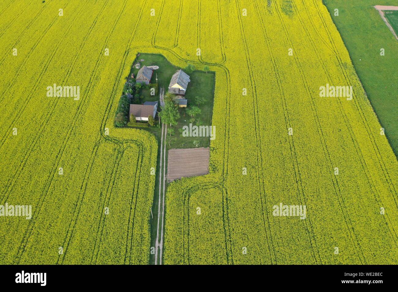 Homestead on yellow spring time rapeseed field, aerial Stock Photo - Alamy