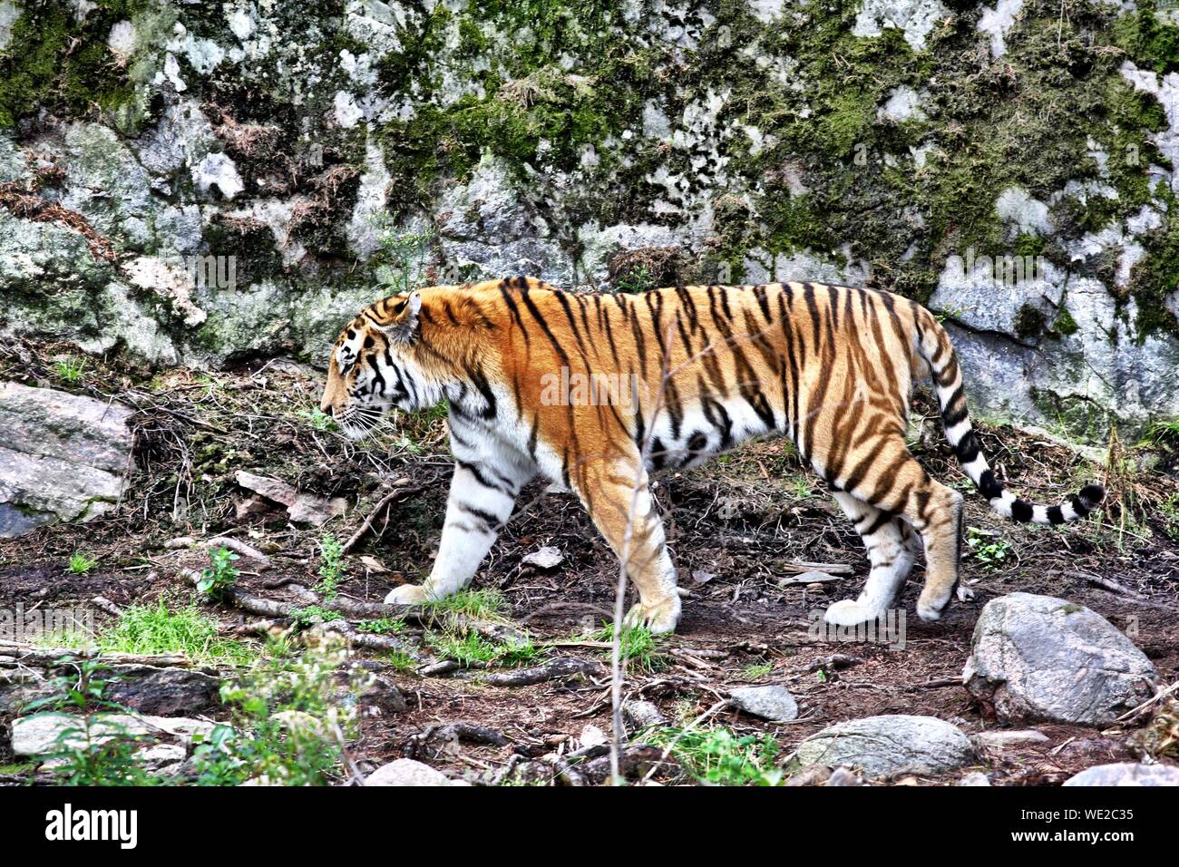 Mountain tiger hi-res stock photography and images - Alamy