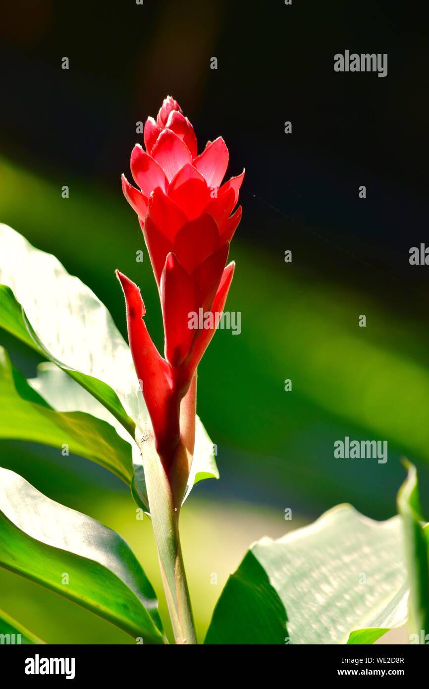 Red ginger flower hi-res stock photography and images - Alamy