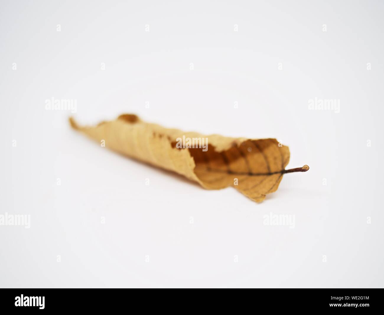 Dry beech leaf rolled by dryness on white background. Leaf veins ...