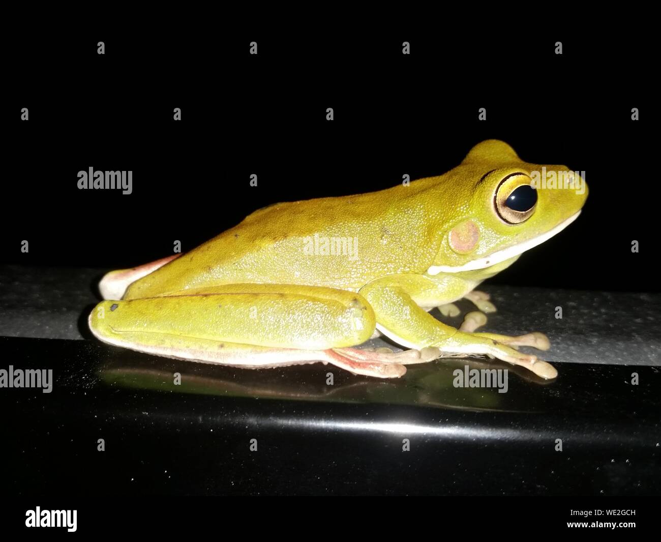Metal frog hi-res stock photography and images - Alamy