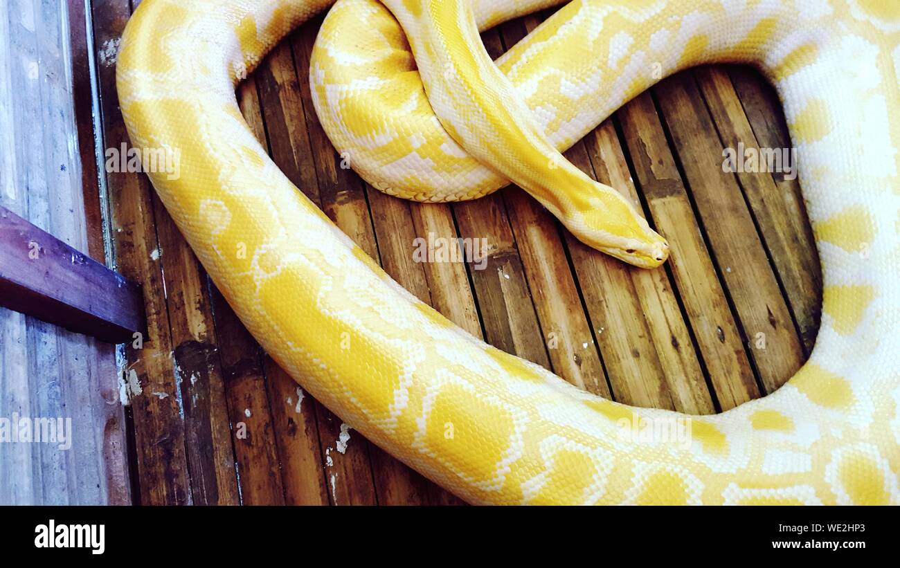Burmese python close up hi-res stock photography and images - Alamy