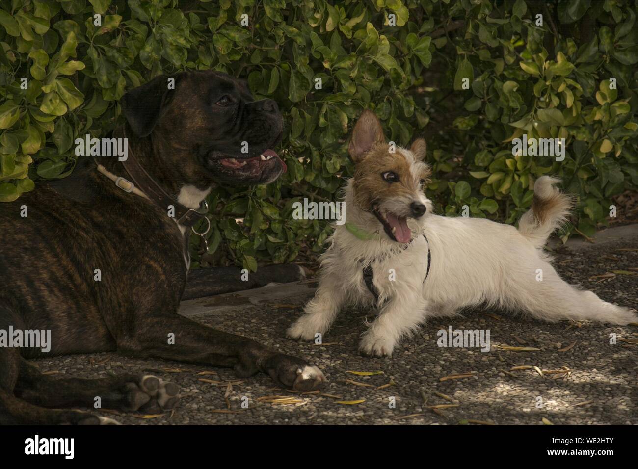 Side view dogs face hi-res stock photography and images - Alamy