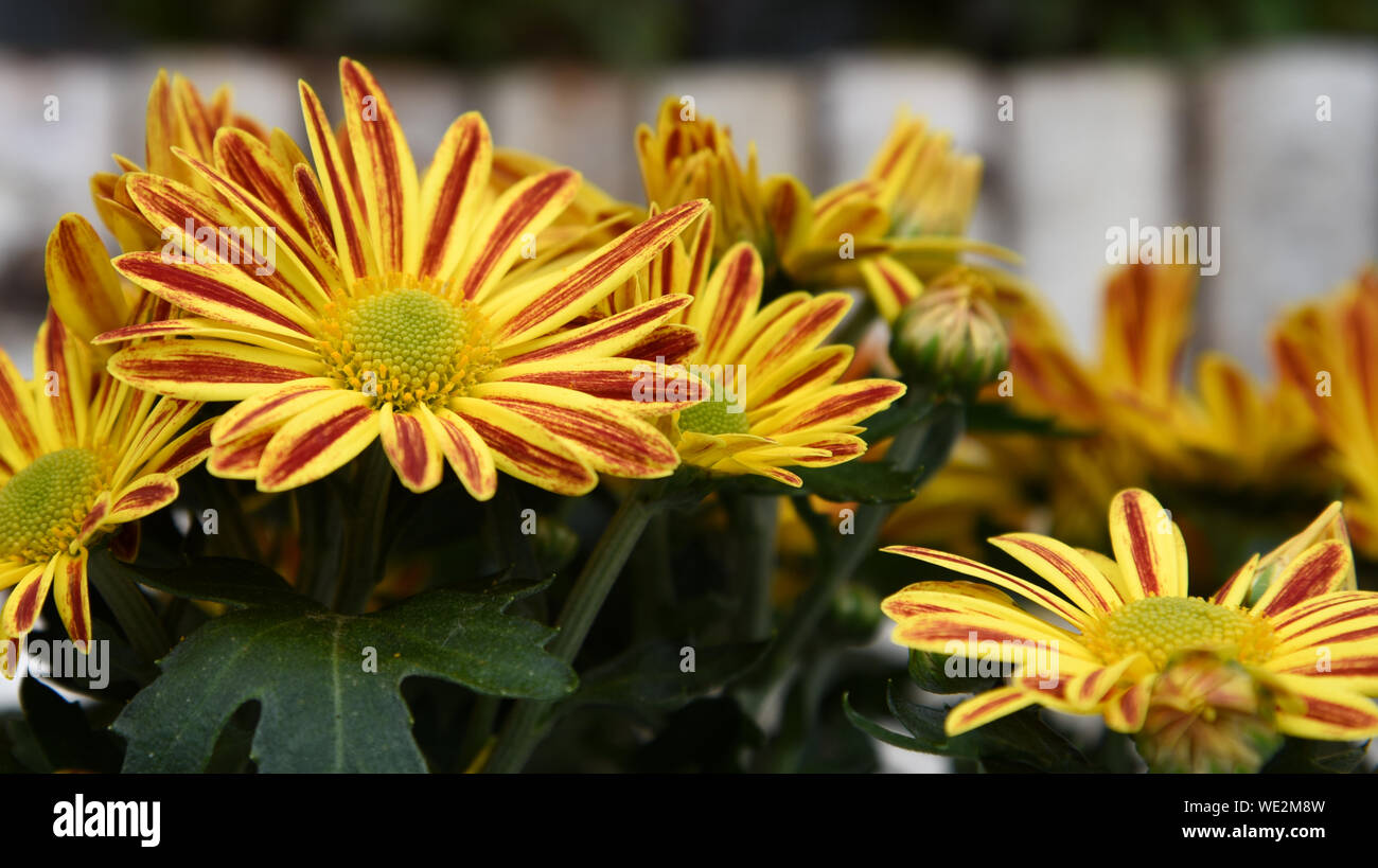 Yellow and maroon hi-res stock photography and images - Alamy