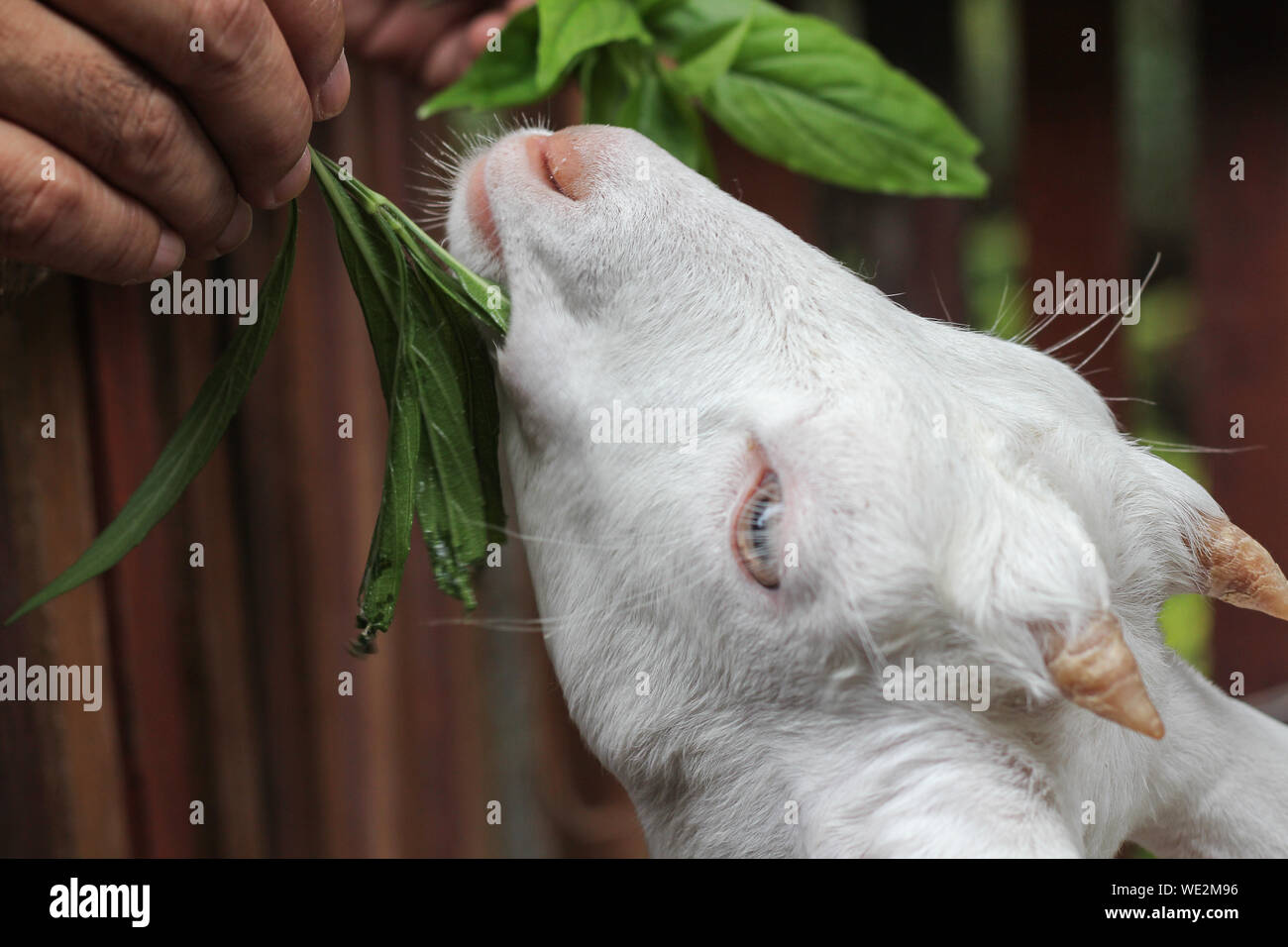 Man holding baby goat hi-res stock photography and images - Alamy