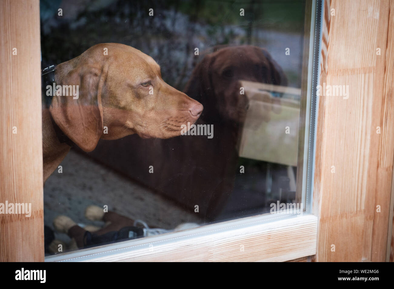 Dog Reflection Through Window High Resolution Stock Photography and ...