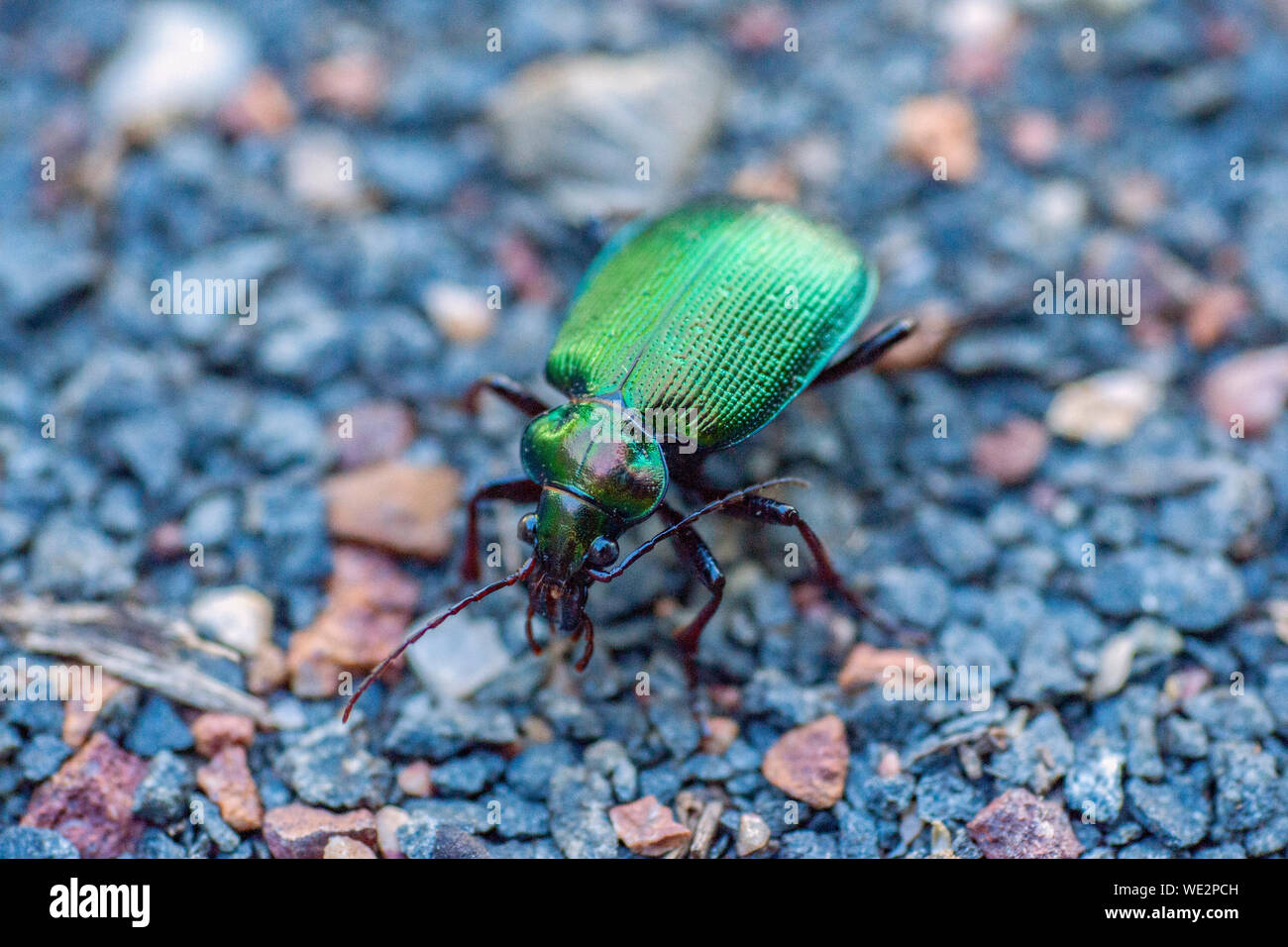 Australian beetle hi-res stock photography and images - Alamy