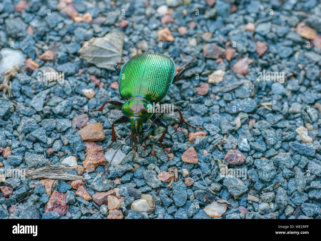 Australian beetle hi-res stock photography and images - Alamy