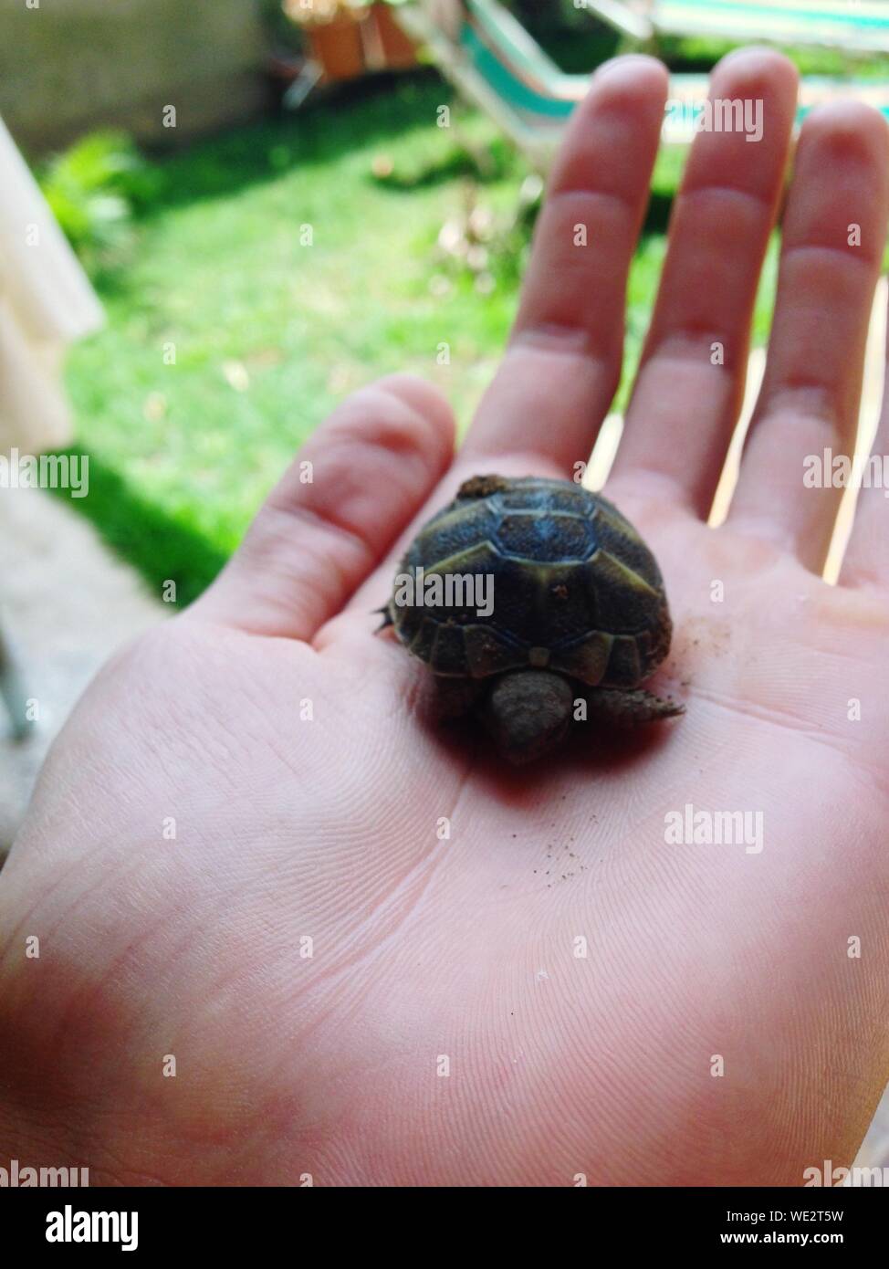 Man holding turtle hi-res stock photography and images - Alamy