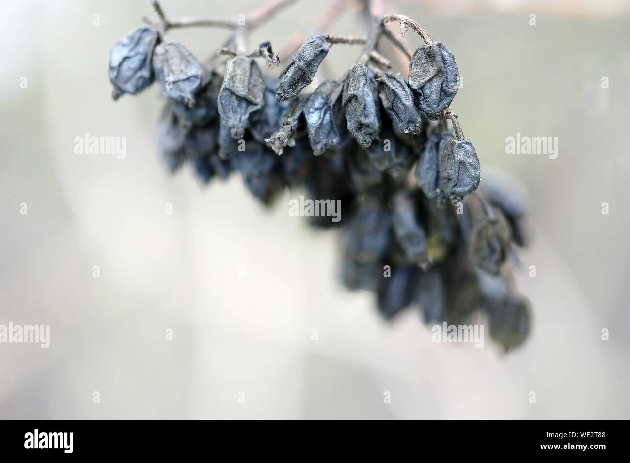 Rotten berries hi-res stock photography and images - Alamy