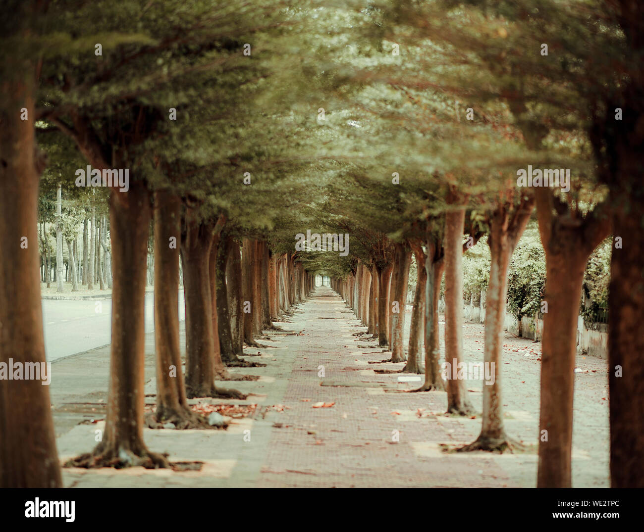 View underneath trees hi-res stock photography and images - Alamy