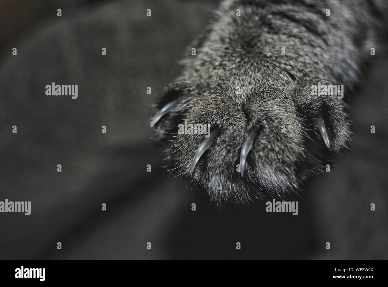 Cat paw hi-res stock photography and images - Alamy