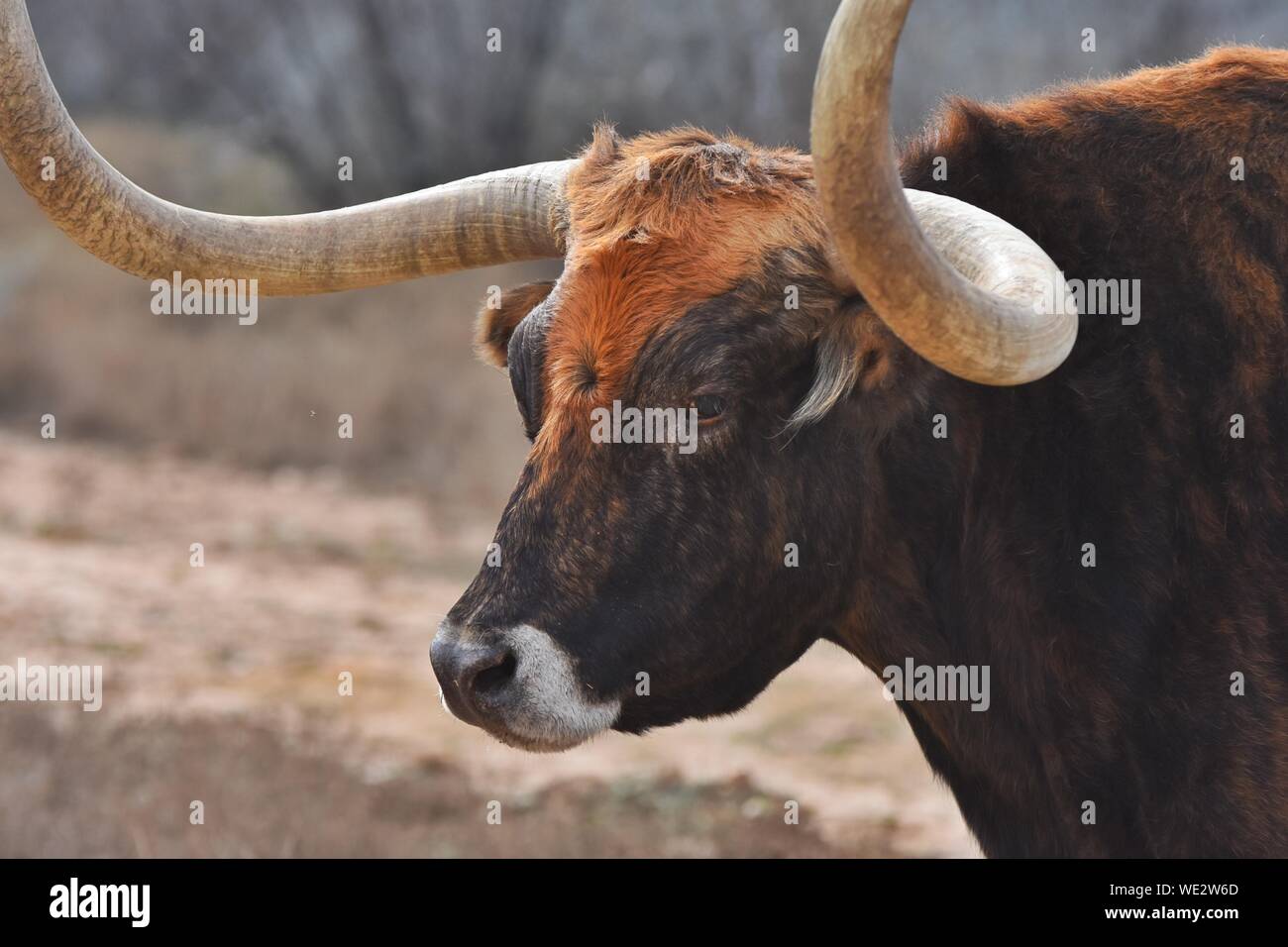 Texas longhorn cattle hi-res stock photography and images - Alamy