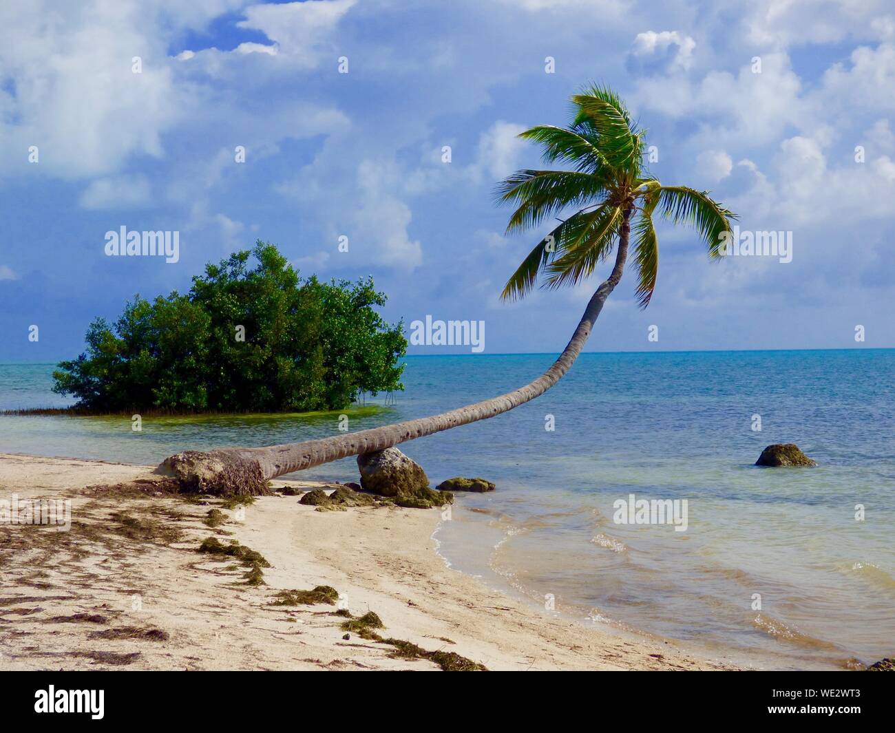 Slanted palm hi-res stock photography and images - Alamy