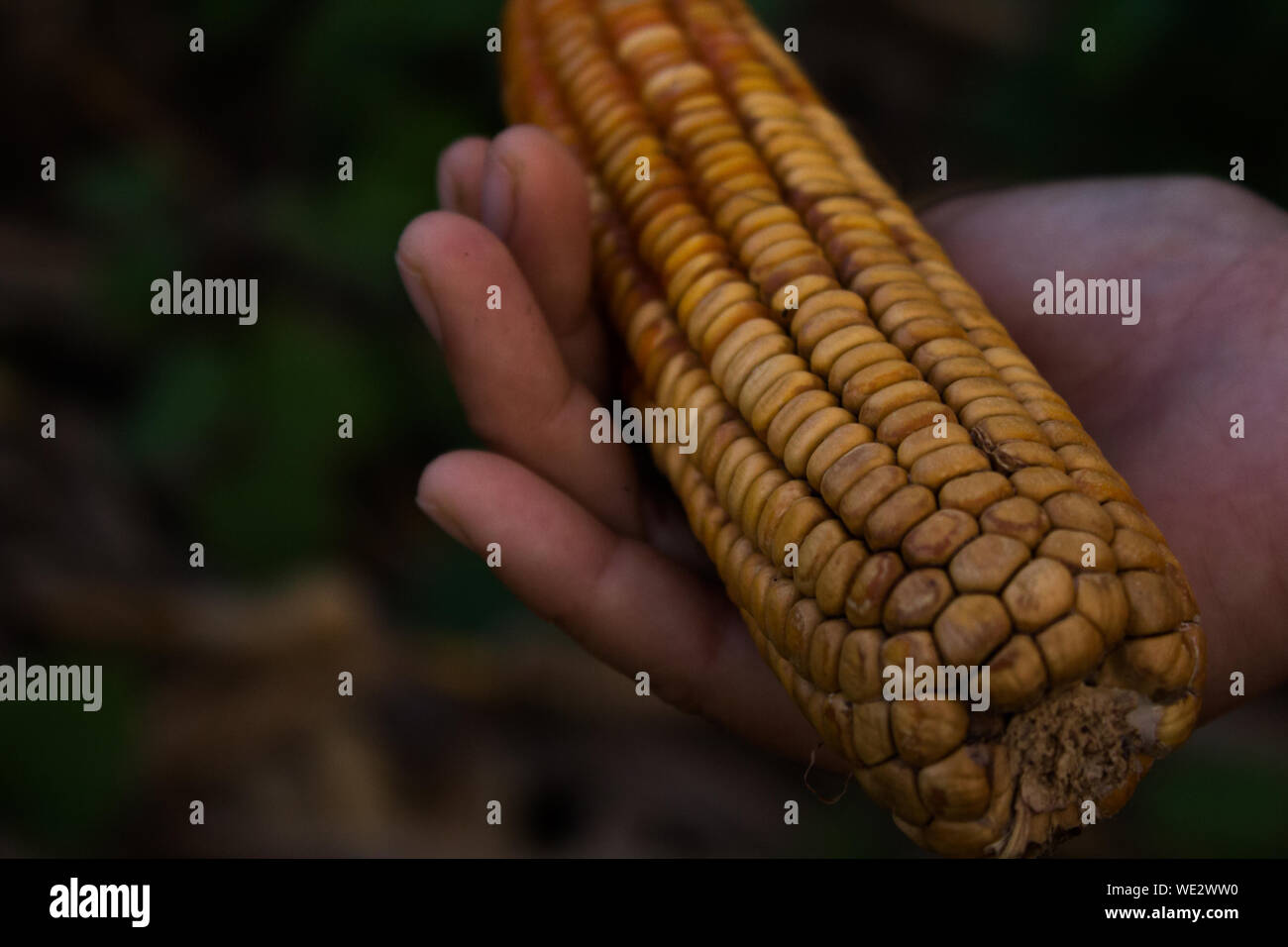 Hand corn hi-res stock photography and images - Alamy