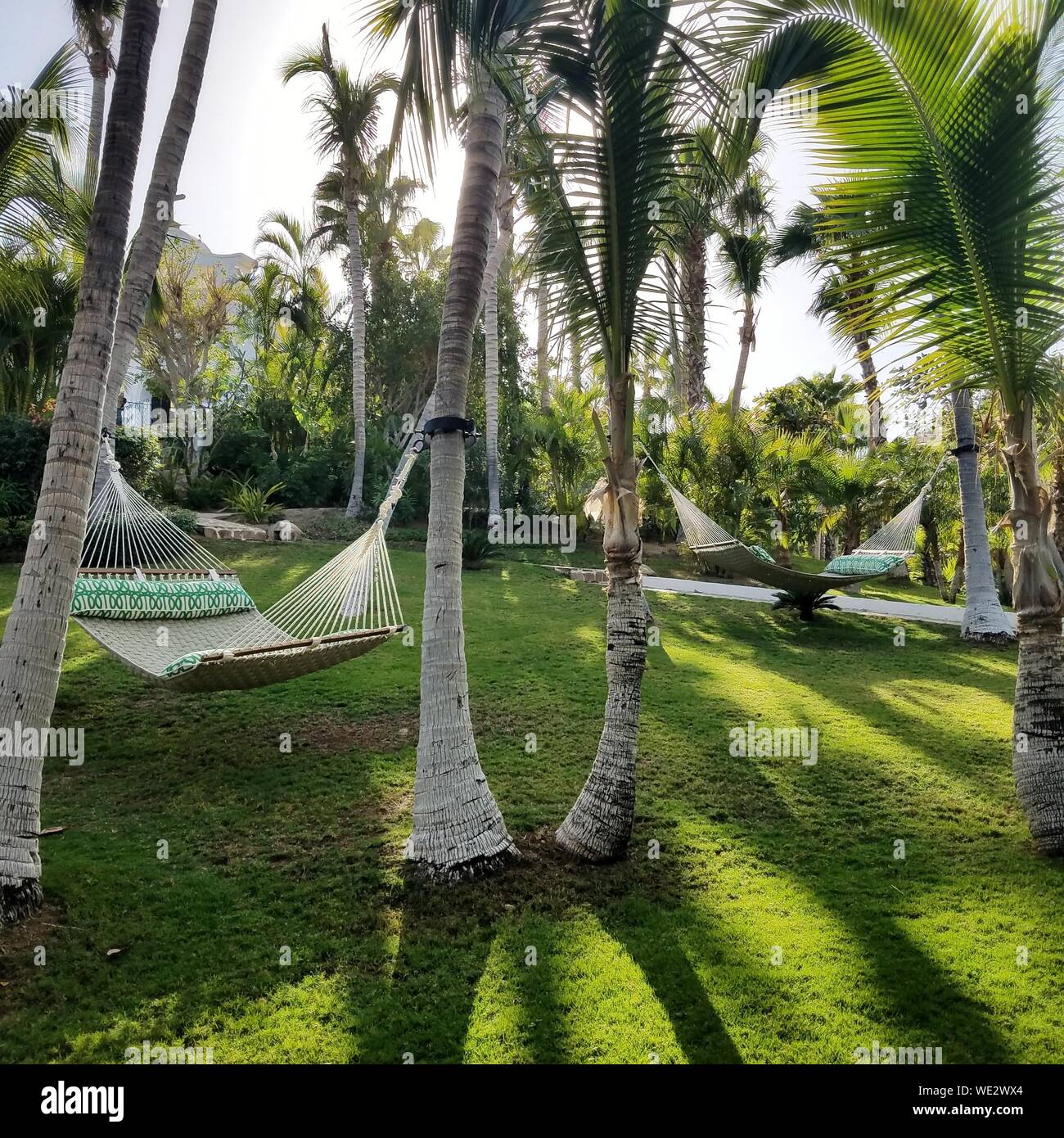 Hammocks Hanging On Palm Trees Stock Photo - Alamy