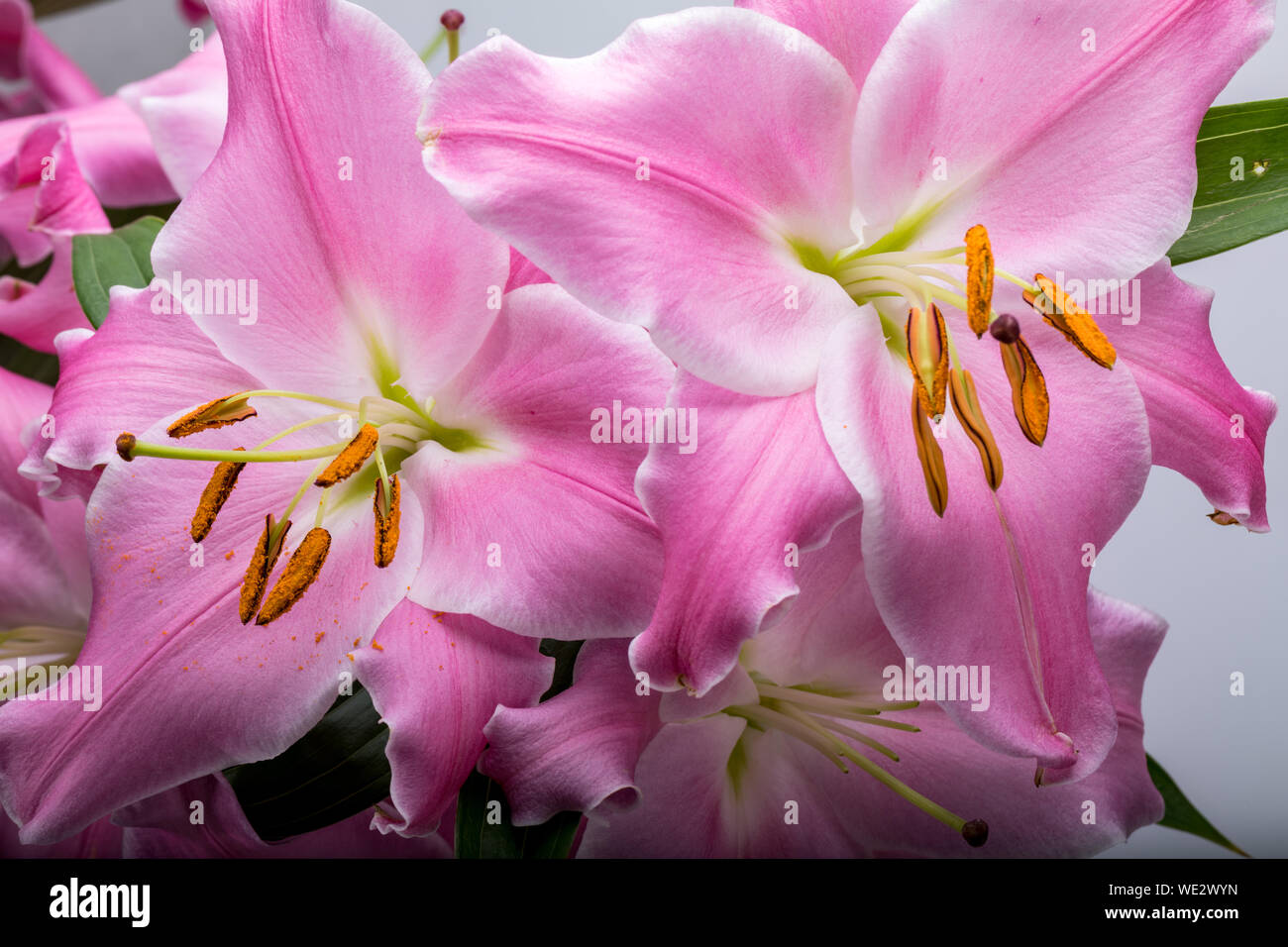 Beauty of liles hi-res stock photography and images - Alamy