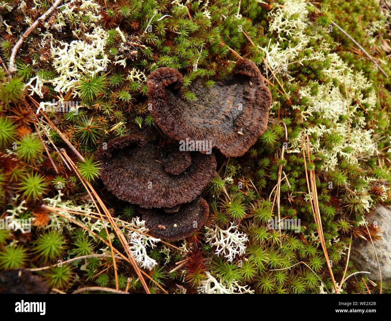Moss covered frame hi-res stock photography and images - Alamy