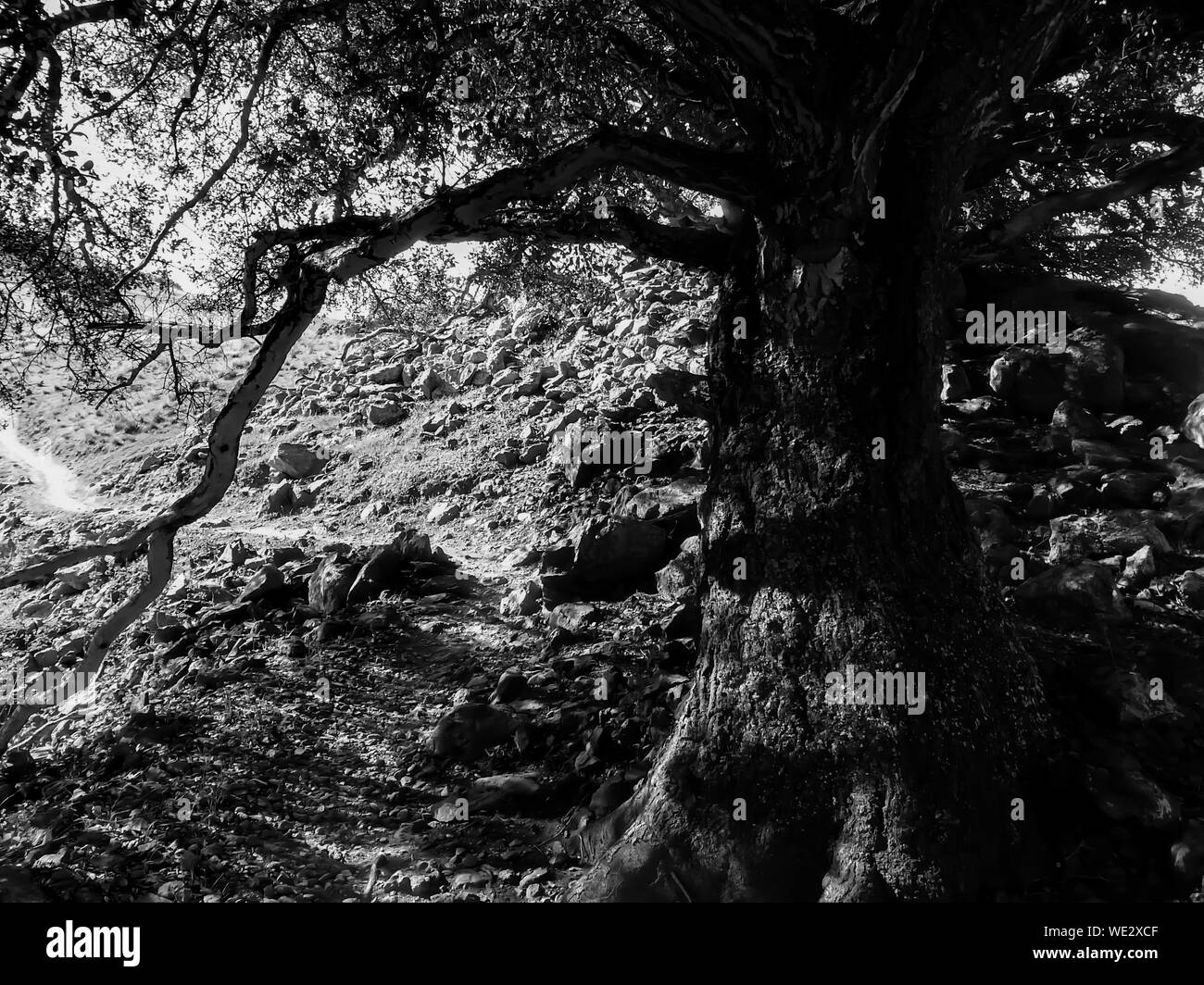 Tree with rocks hi-res stock photography and images - Alamy