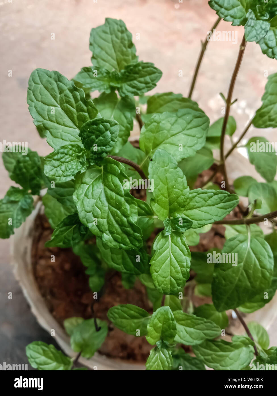 A beautiful image of mint plant Stock Photo - Alamy
