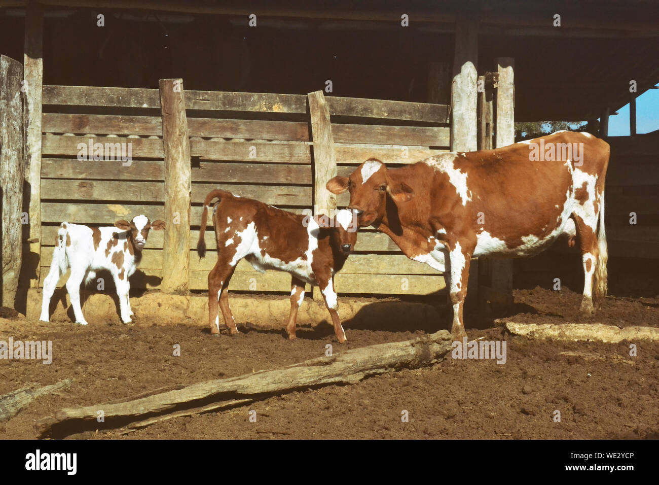 Cow and calves hi-res stock photography and images - Alamy