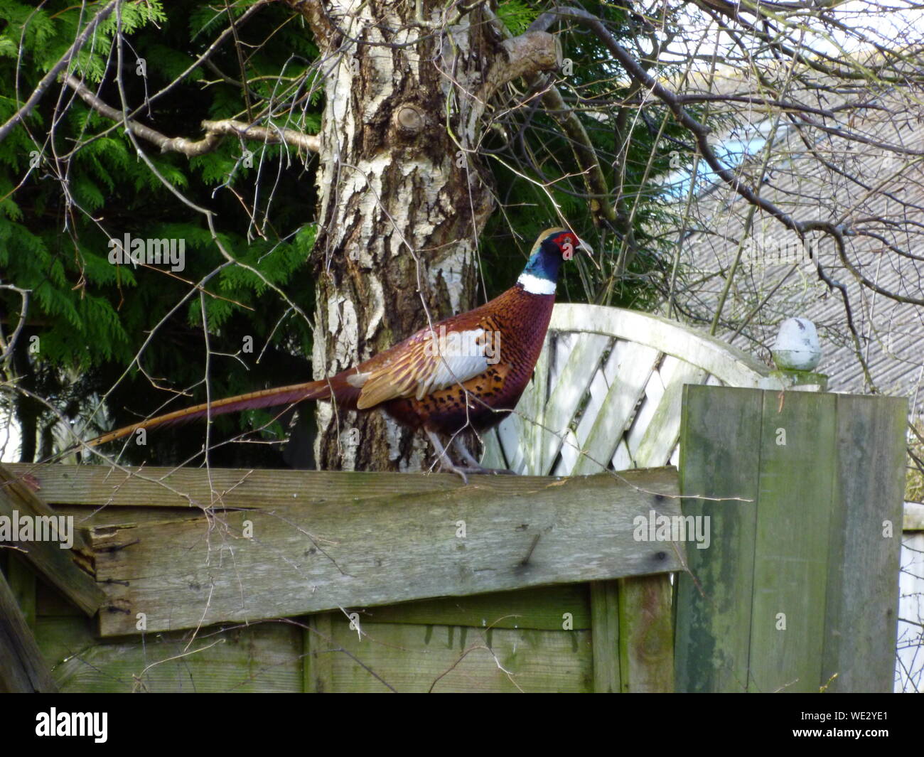 Pheasant Fence High Resolution Stock Photography and Images - Alamy