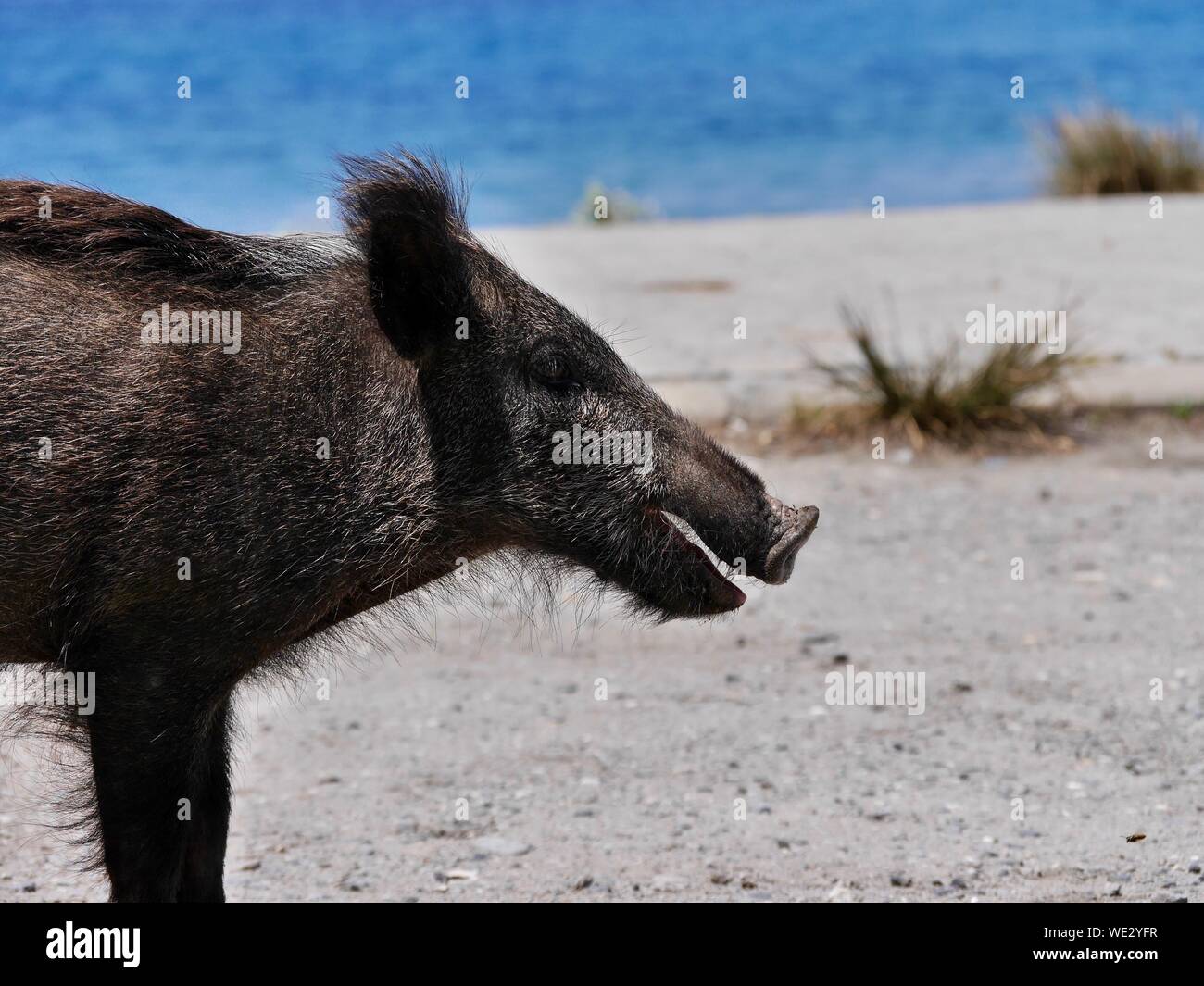 Pig beach hi-res stock photography and images - Alamy