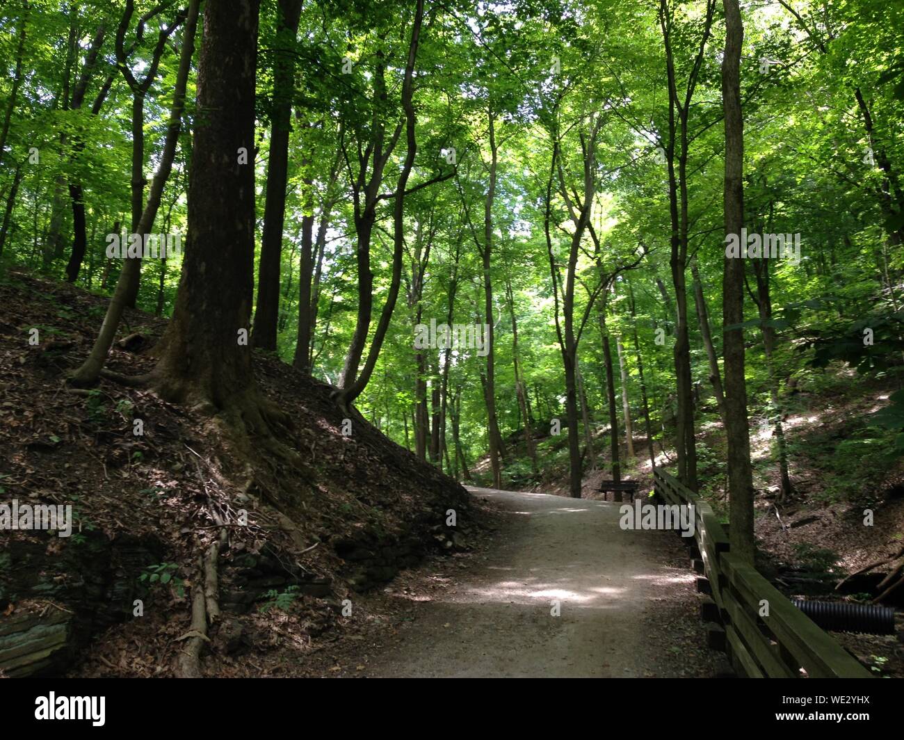 Root and green trees hi-res stock photography and images - Alamy