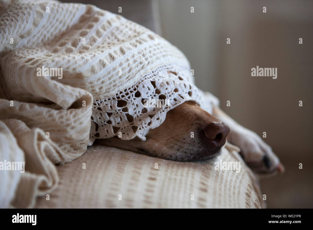 Body Under Sheet High Resolution Stock Photography and Images - Alamy