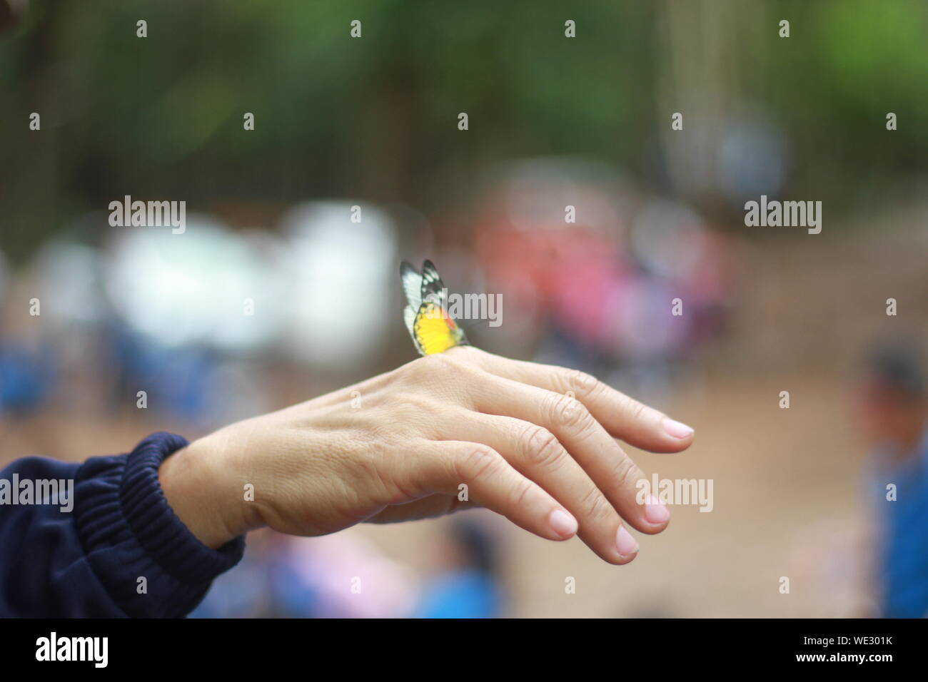 Hand butterfly hi-res stock photography and images - Alamy