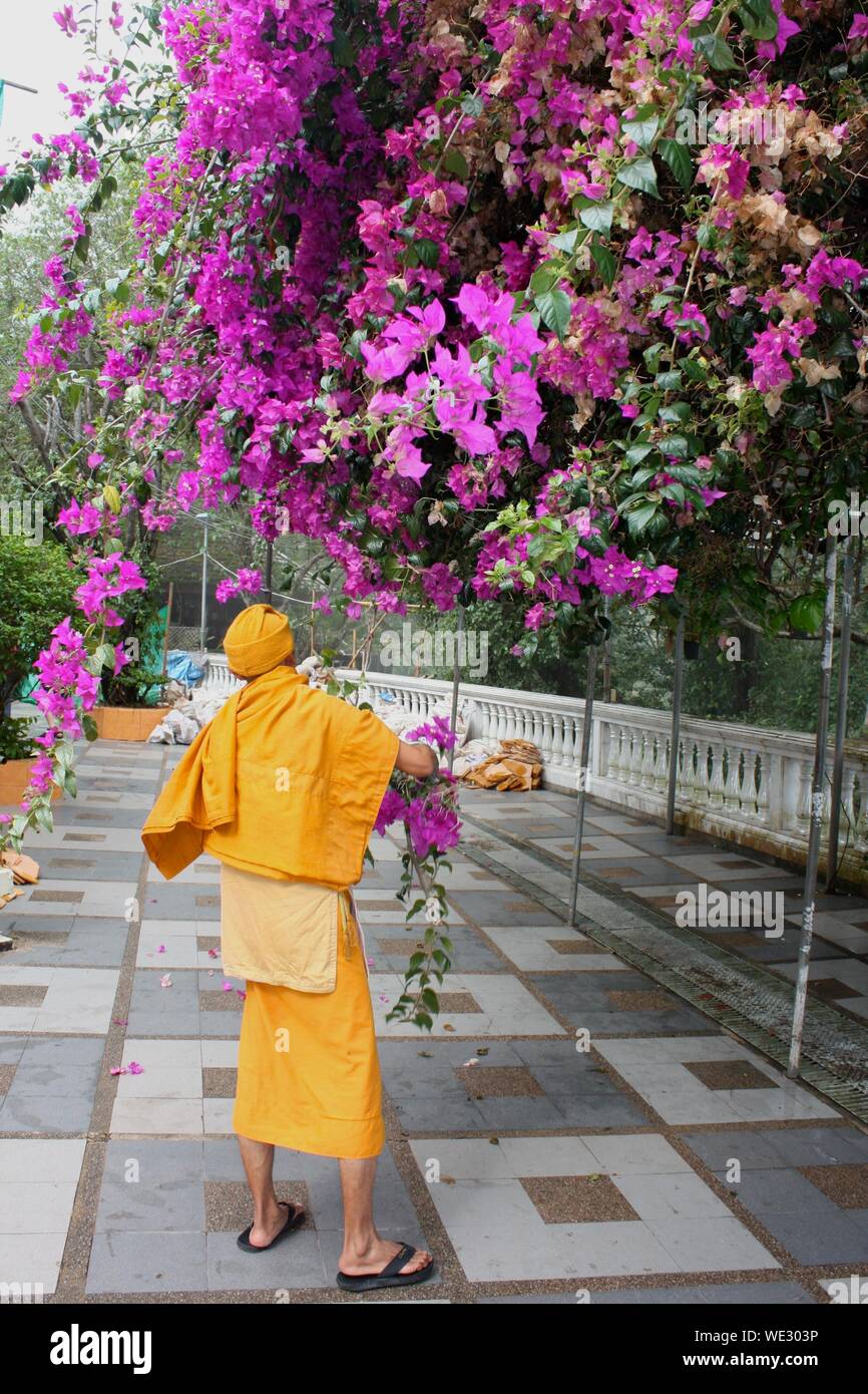 Monk plant hi-res stock photography and images - Alamy