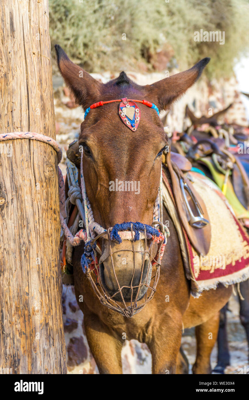 Donkey With Bridle High Resolution Stock Photography and Images - Alamy