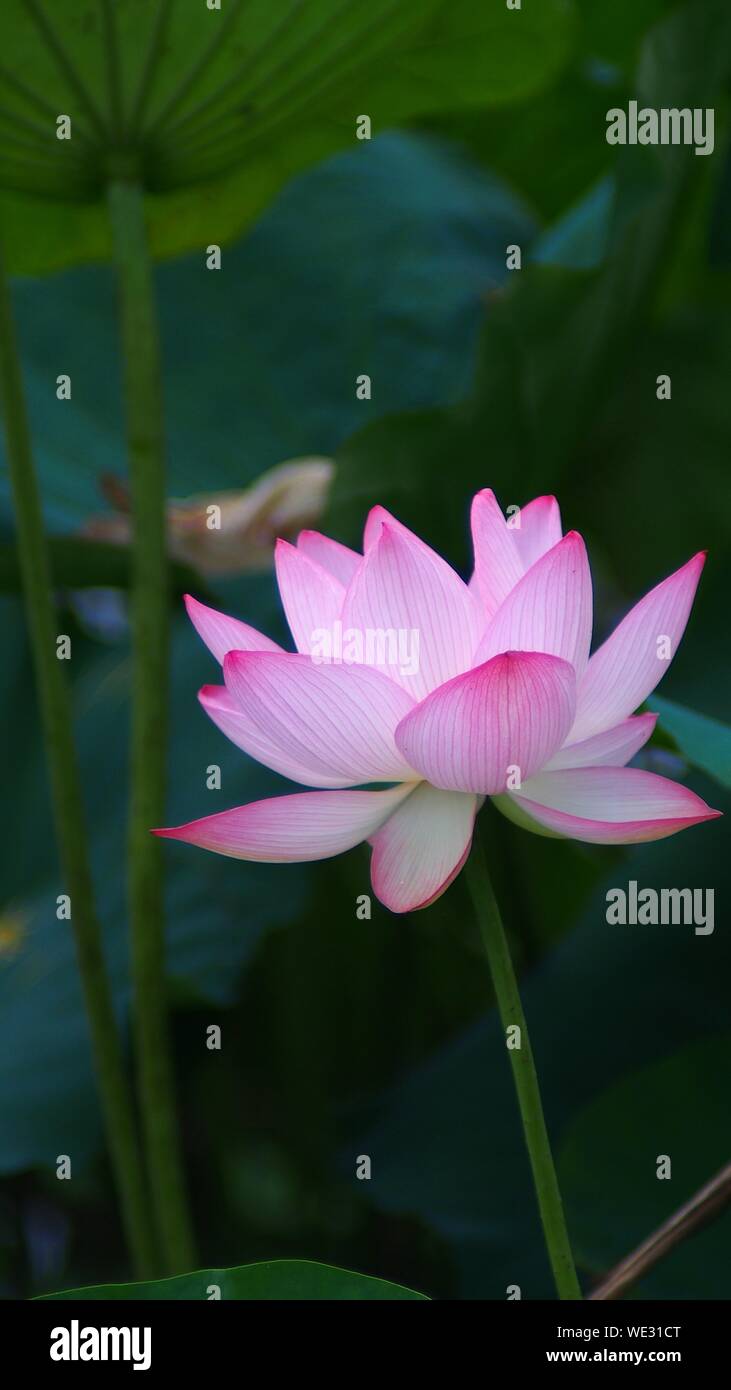 Field lotus flower hi-res stock photography and images - Alamy