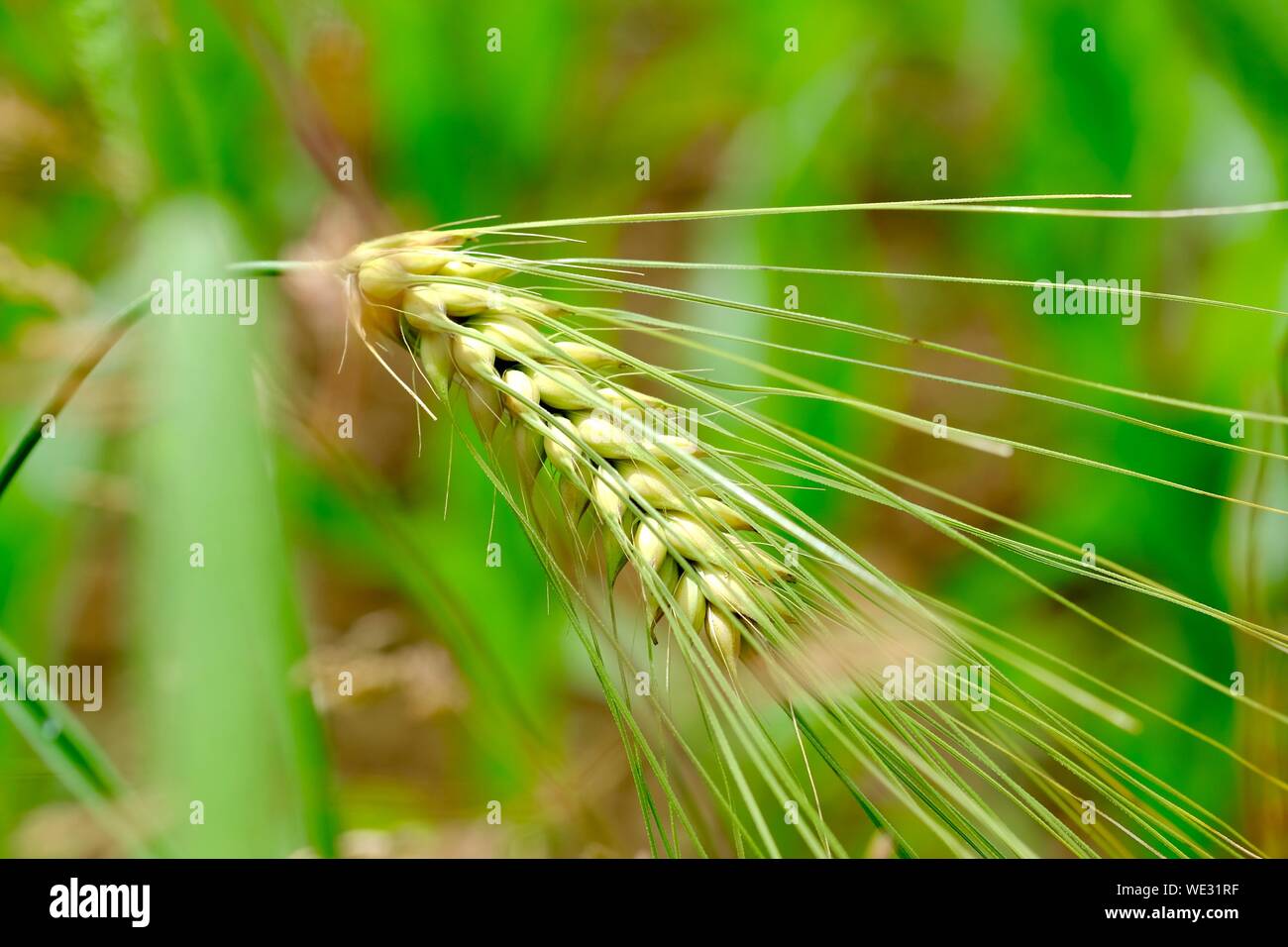 Oat plant hi-res stock photography and images - Alamy
