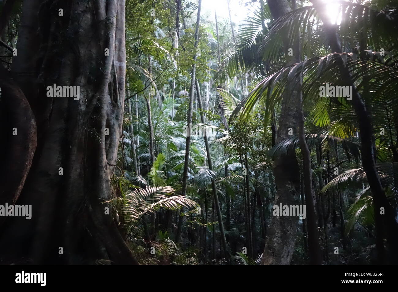 Sun shining through rainforest hi-res stock photography and images - Alamy